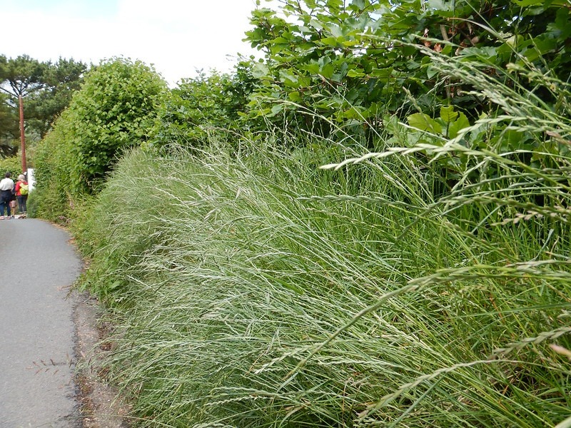 Perennial Ryegrass vs Tall Fescue Grass (Which is best?)